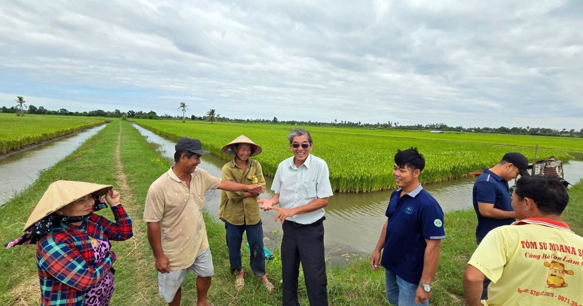 ST25: The Rice Variety That Turned Saline Fields Into Opportunity in ...